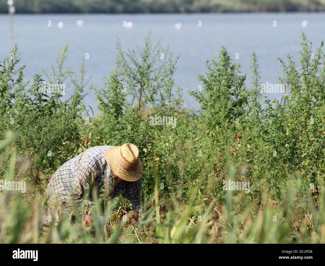 working as a farm labourer farmer with a straw hat in the middle of the ...