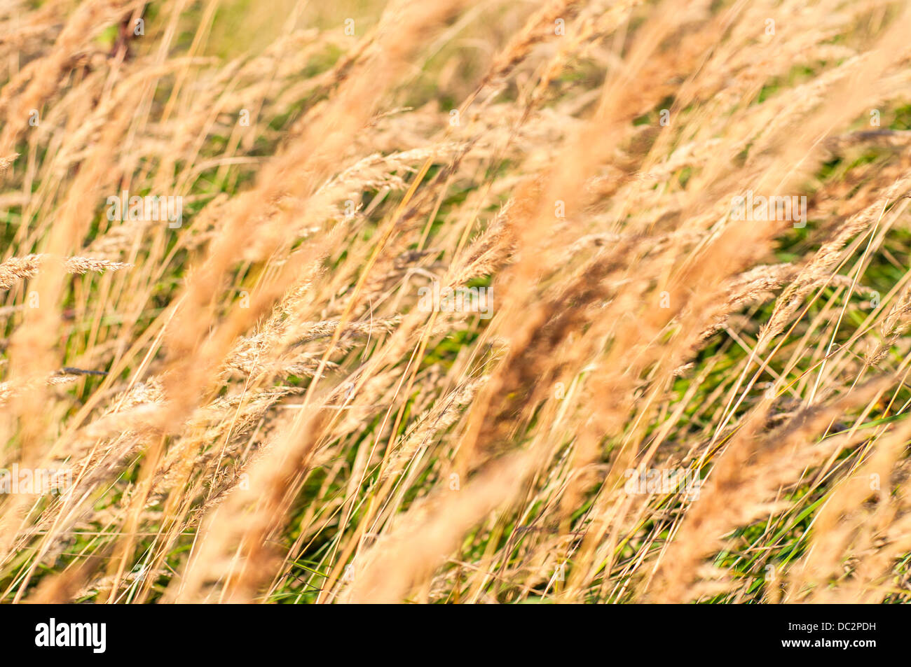An image of dried grass Stock Photo - Alamy