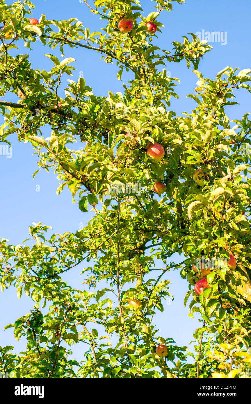 An image of apple on the branch Stock Photo - Alamy