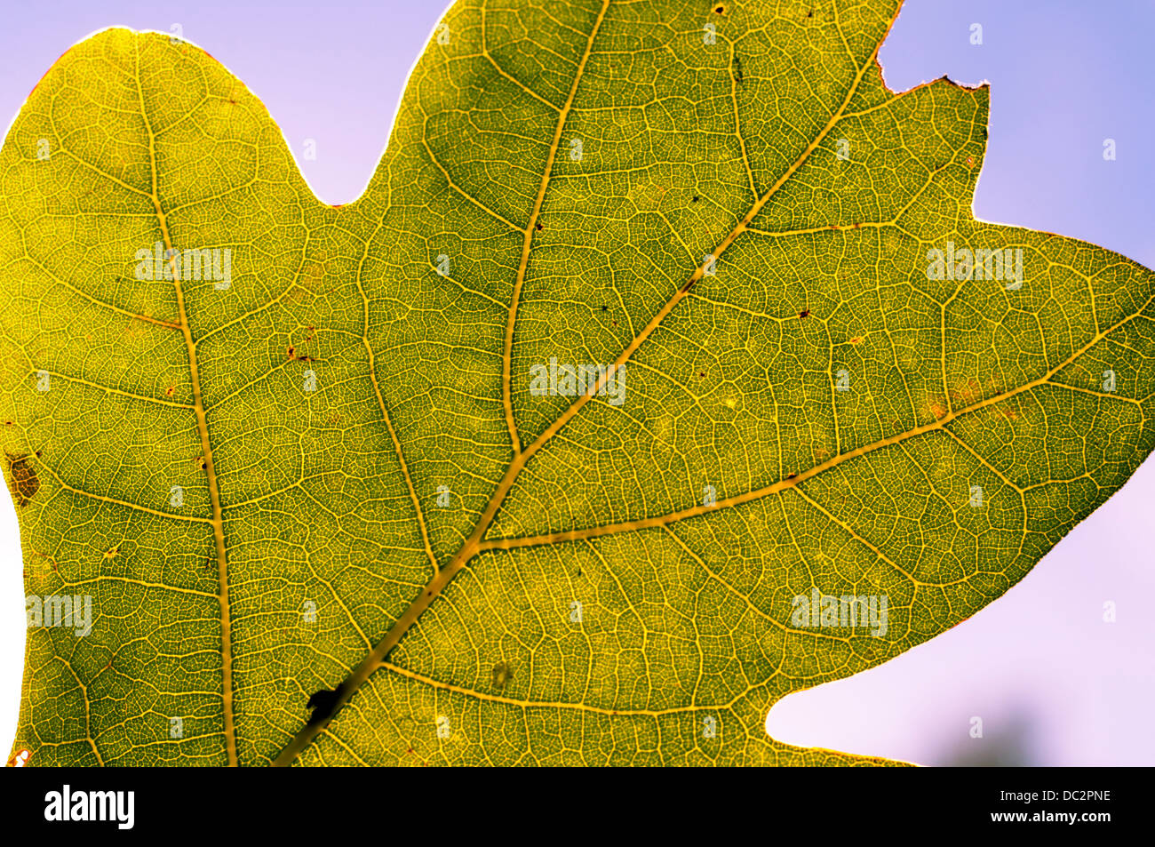 An image of leaf close up Stock Photo - Alamy
