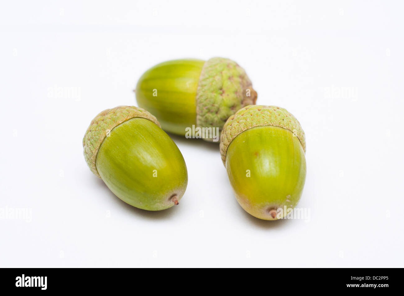 An image of haycorns Stock Photo - Alamy