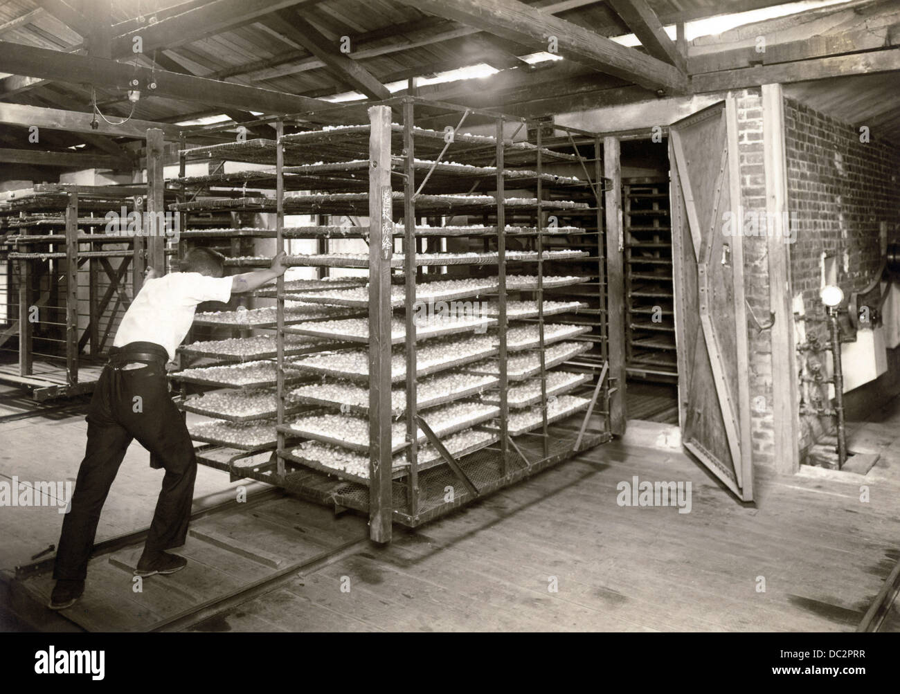 In hot water deadened cocoons are dried in lage ovens. Pictured in the ...
