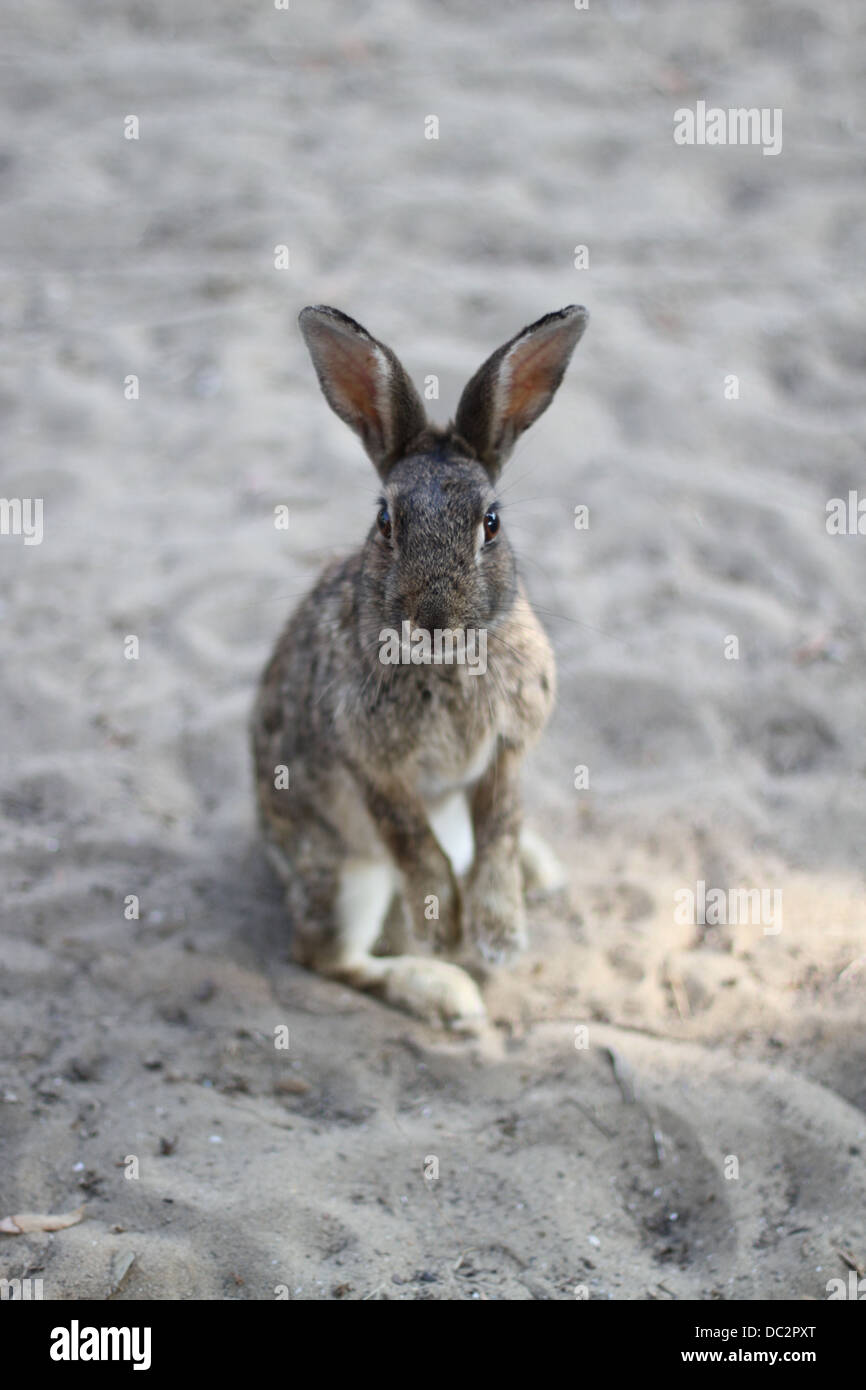 Lively eyes hi-res stock photography and images - Alamy