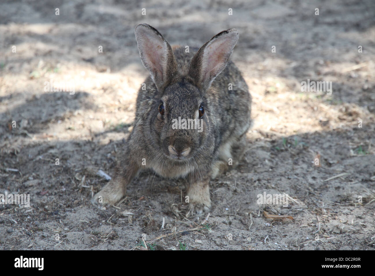 curious rabbit while looking into the camera lens Stock Photo - Alamy