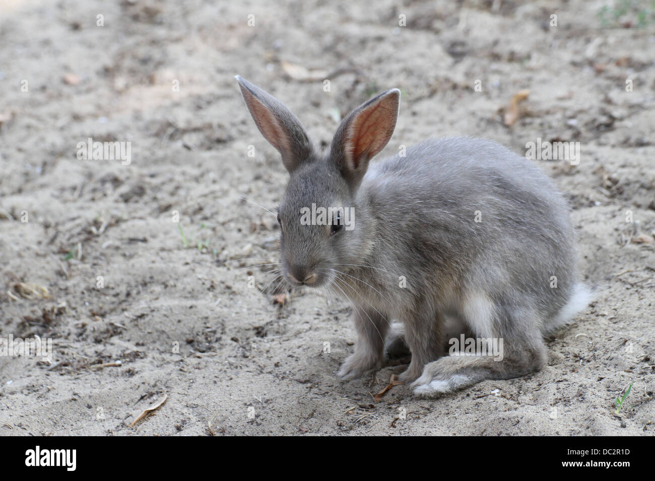 Snappy easter hi-res stock photography and images - Alamy