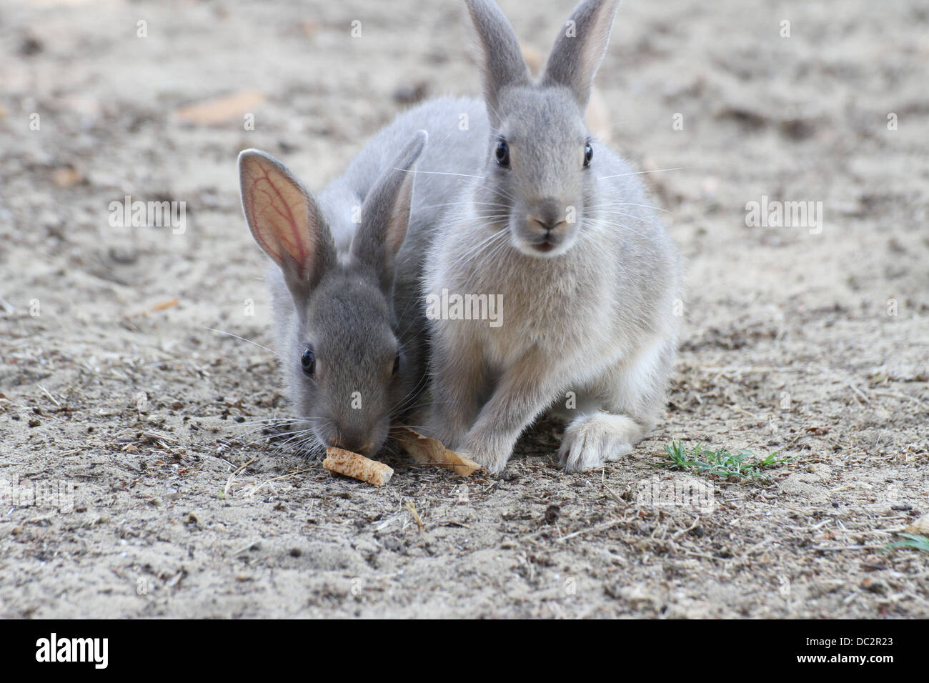 pair of rabbits with the soft hair and long ears Stock Photo - Alamy