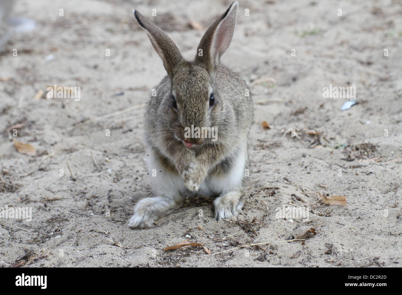 cute Bunny rabbit who pulls the tongue and smiles Stock Photo - Alamy