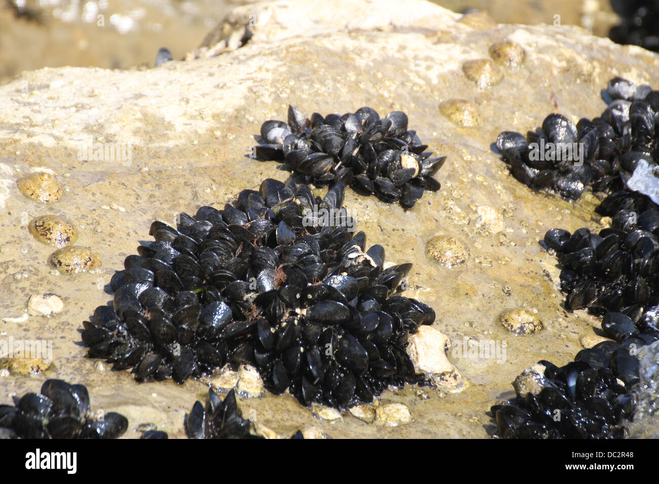 Group of mussels and mussel shells on the rocks by the sea Stock Photo ...