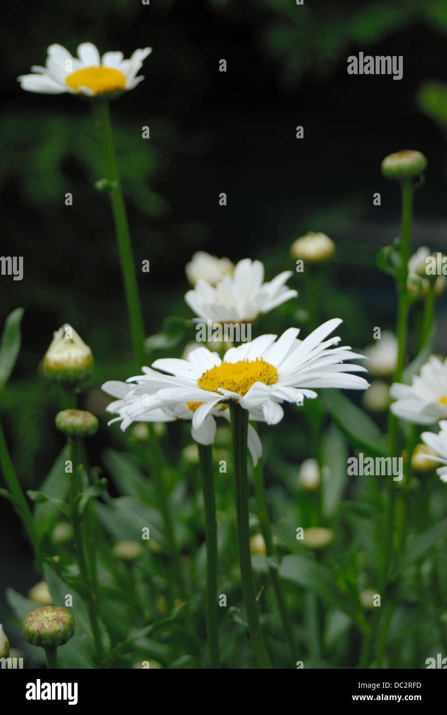 Large daisy in full bloom Stock Photo - Alamy