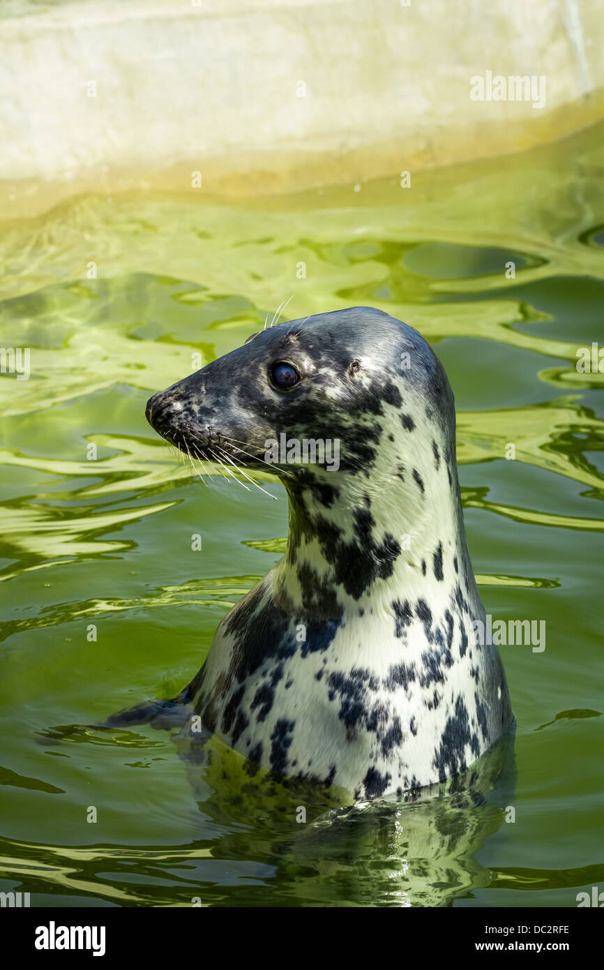 Cute seals pattern hi-res stock photography and images - Alamy