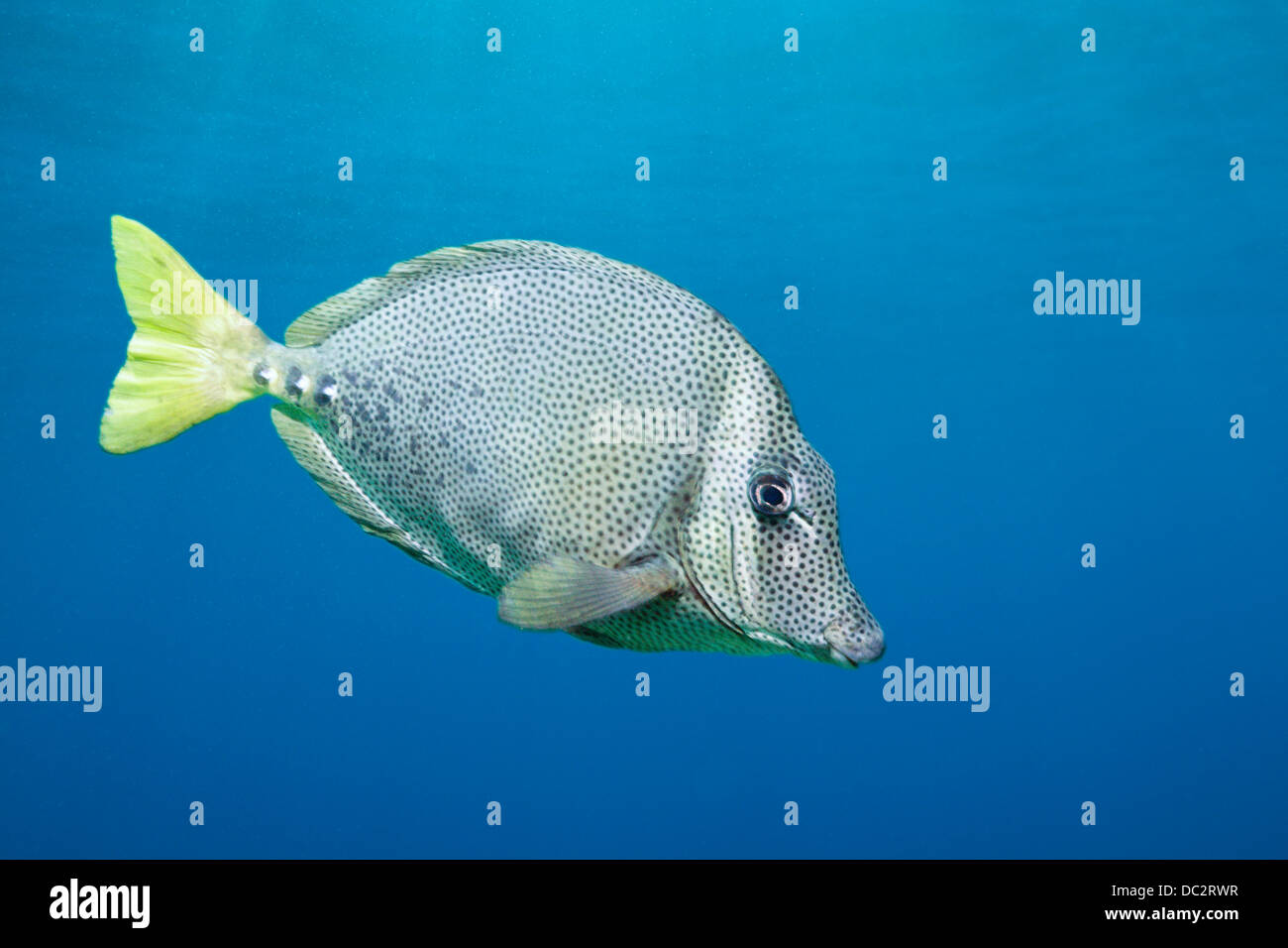 Yellowtail Surgeonfish, Prionurus punctatus, Cabo San Lucas, Baja ...