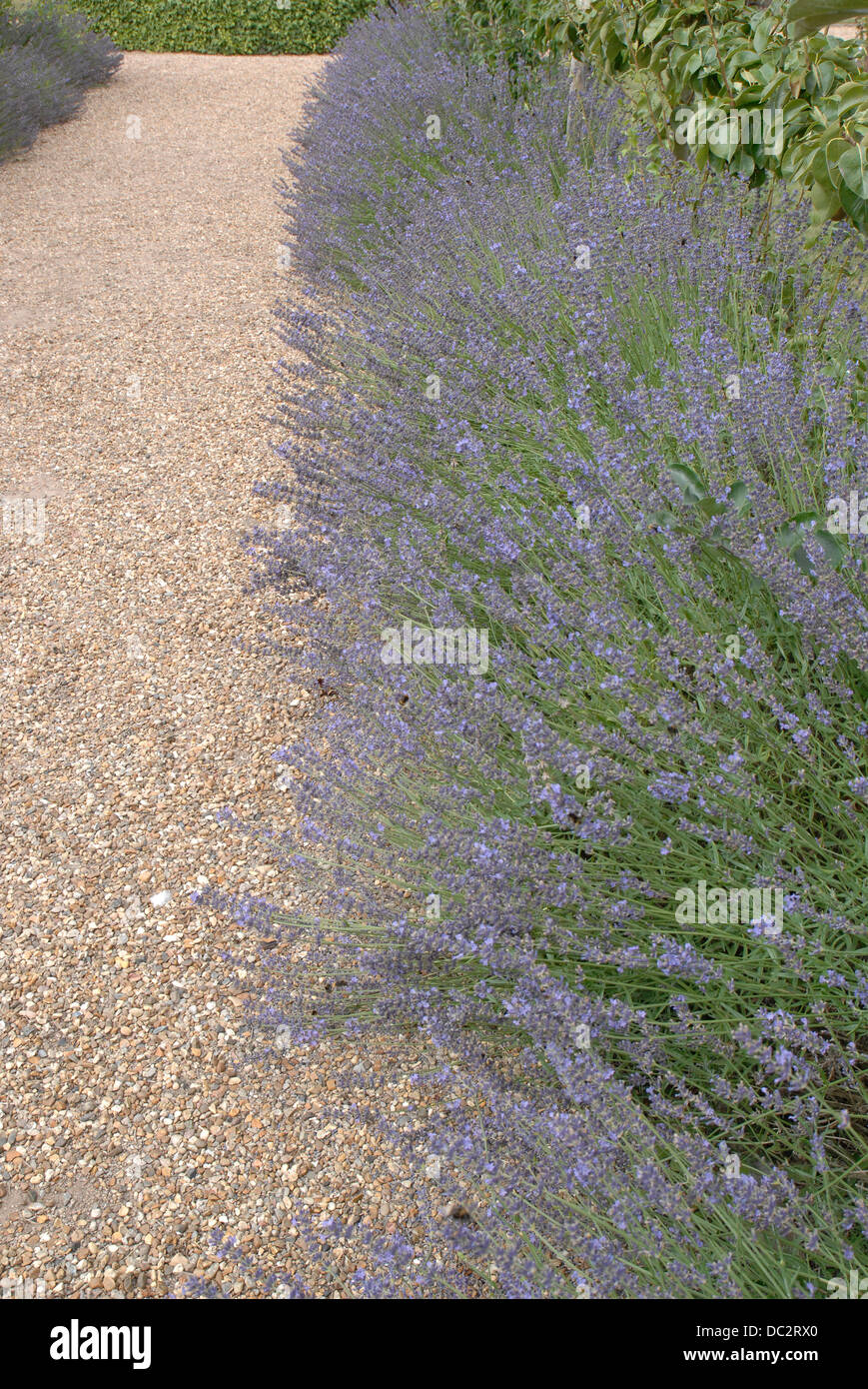 Lavender along a gravel path Stock Photo - Alamy