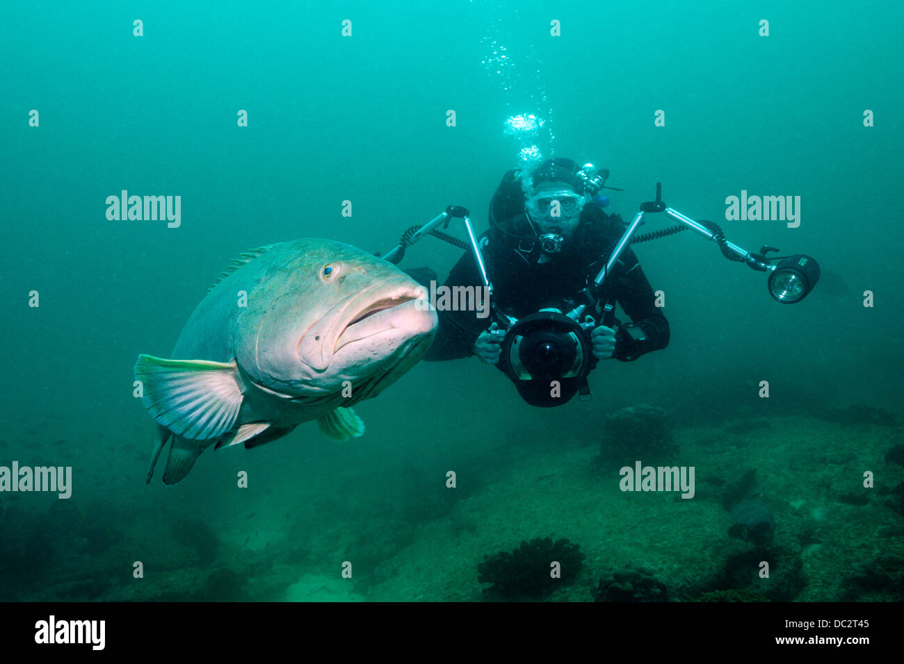 Goliath grouper diver hi-res stock photography and images - Alamy