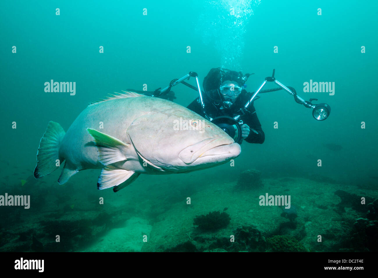 Pacific Goliath Grouper Goliath Grouper Safari Ltd® | Browse The