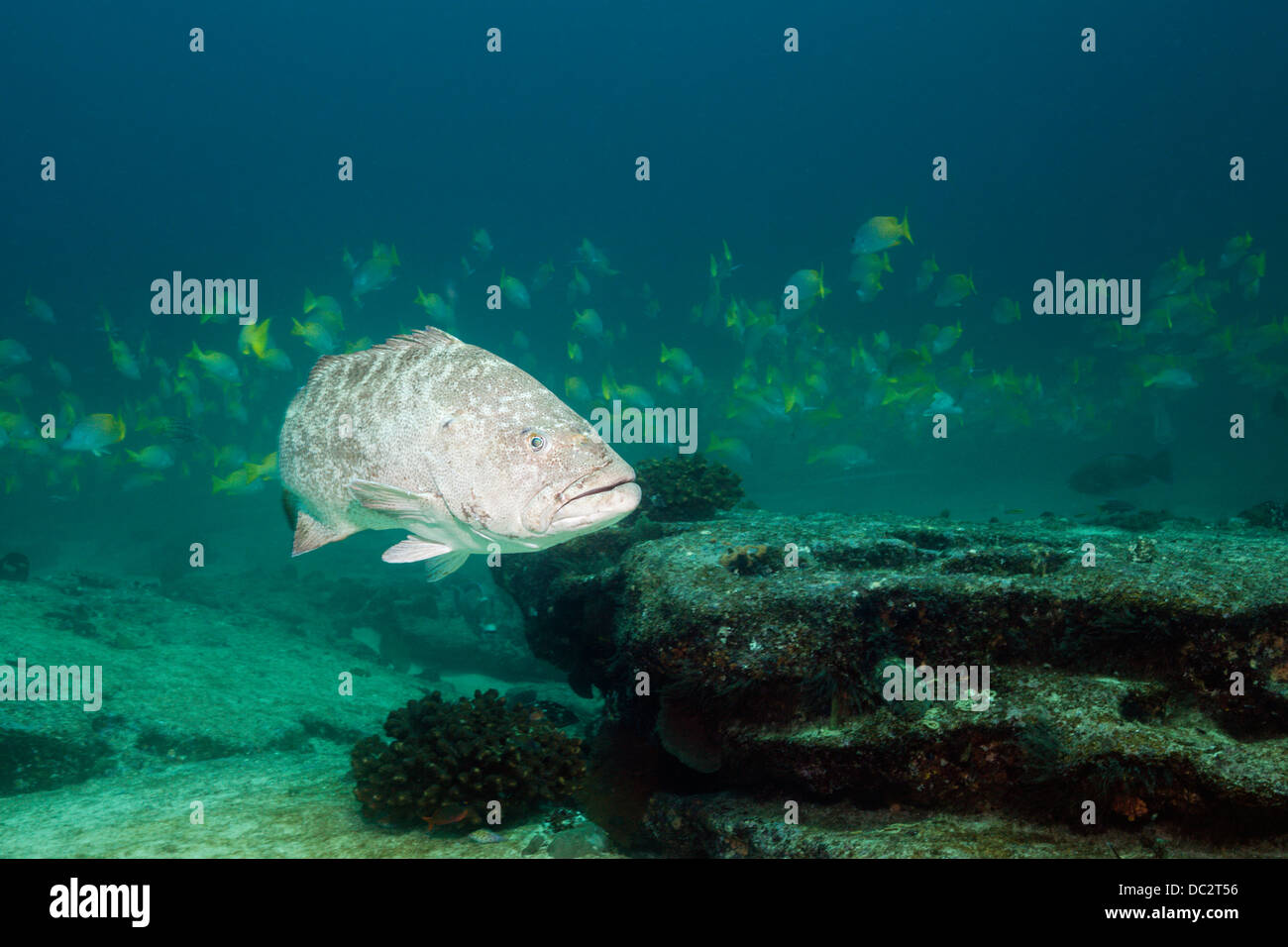 Pacific Goliath Grouper, Epinephelus quinquefasciatus, Cabo San Lucas ...