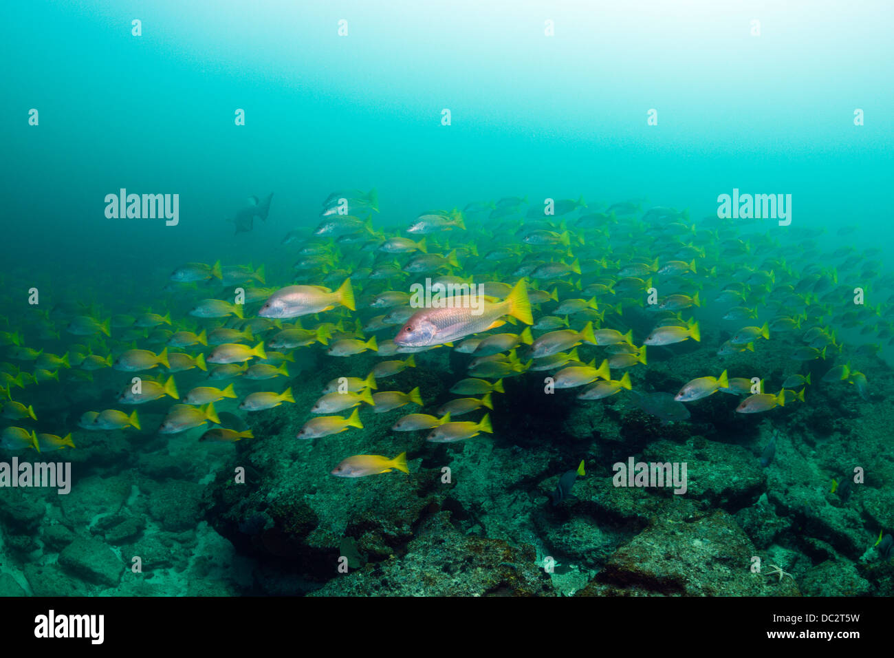 Shoal of Yellow Snapper, Lutjanus argentiventris, Cabo San Lucas, Baja ...