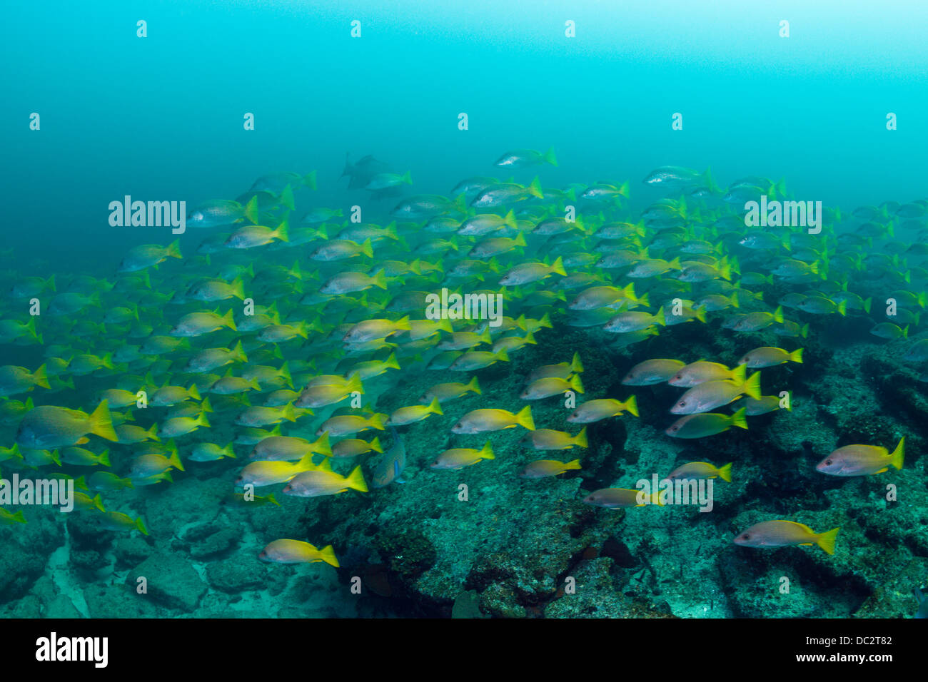 Shoal of Yellow Snapper, Lutjanus argentiventris, Cabo San Lucas, Baja ...