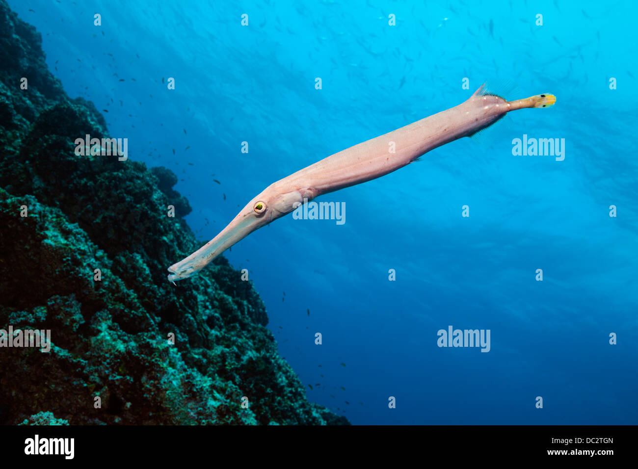 Trumpetfish, Aulostomus chinensis, Cabo San Lucas, Baja California Sur ...