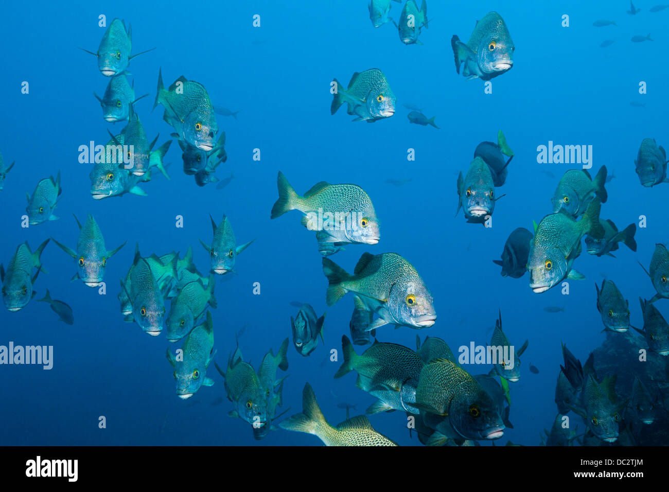 Shoal of Burrito Grunt, Anisotremus interruptus, Cabo San Lucas, Baja ...