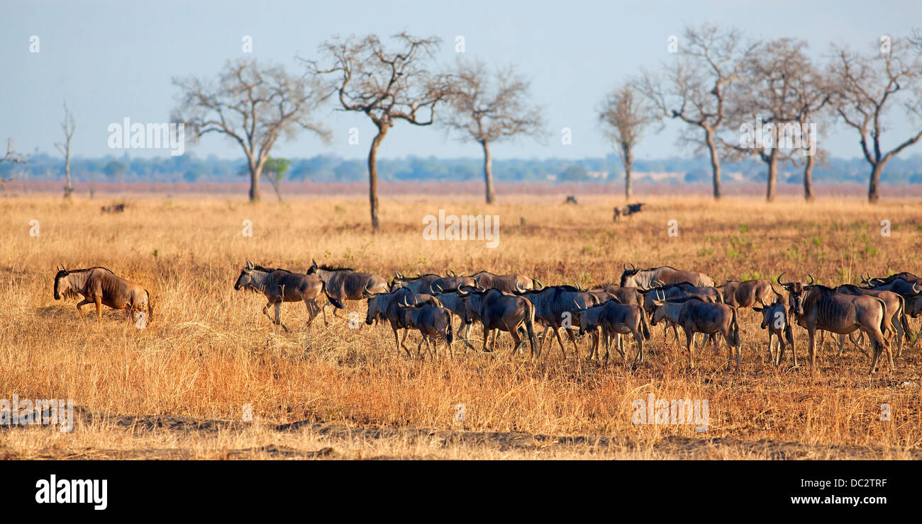 Wildebeest in Mikumi Stock Photo - Alamy