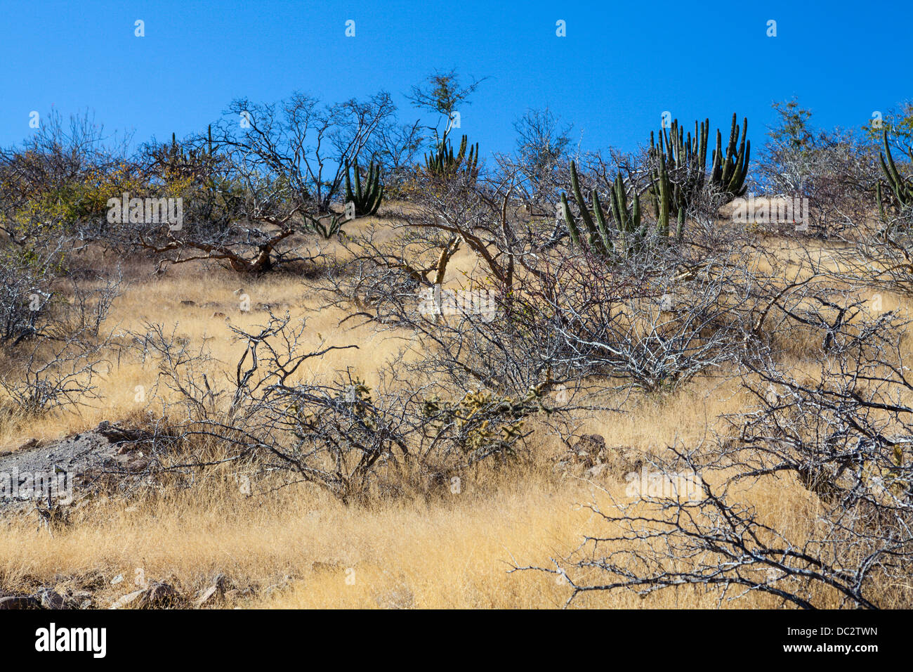 Desert Landscape at Cabo Pulmo, Cabo Pulmo National Park, Baja ...