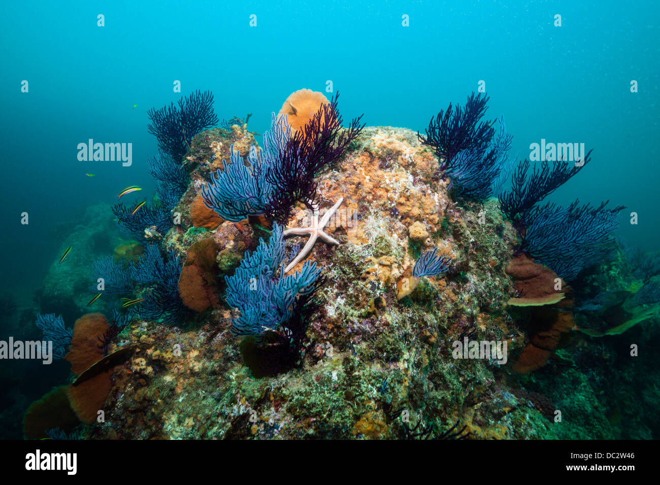 Colored Coral Reef, Cabo Pulmo Marine National Park, Baja California ...