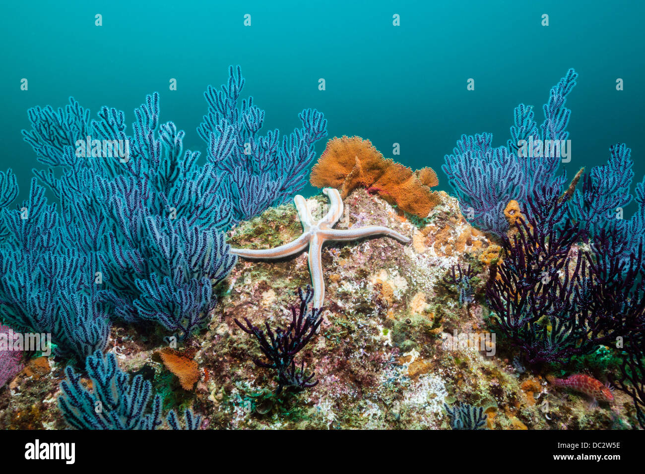 Colored Coral Reef, Cabo Pulmo Marine National Park, Baja California ...