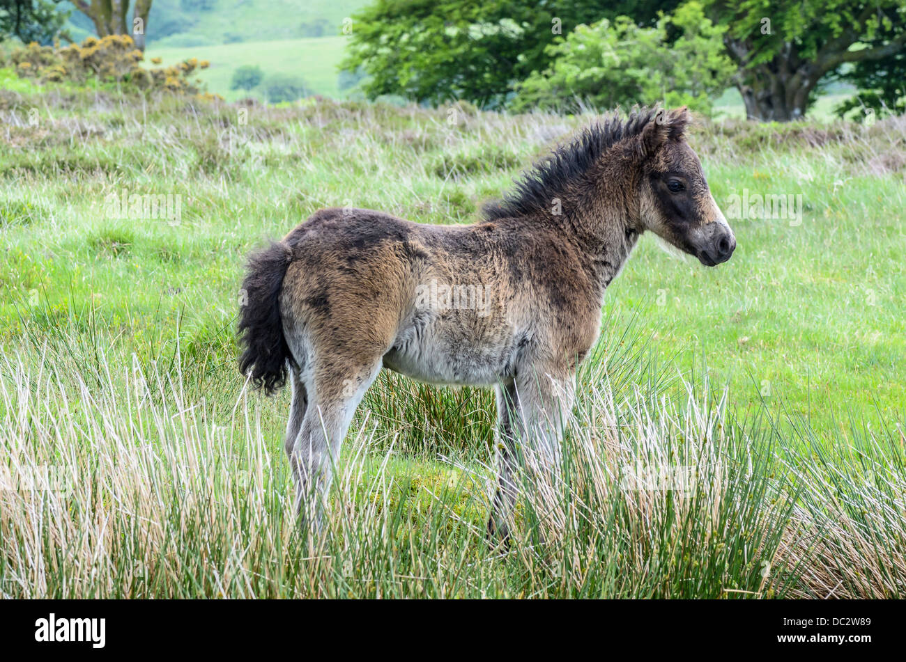 Foal filly hi-res stock photography and images - Alamy