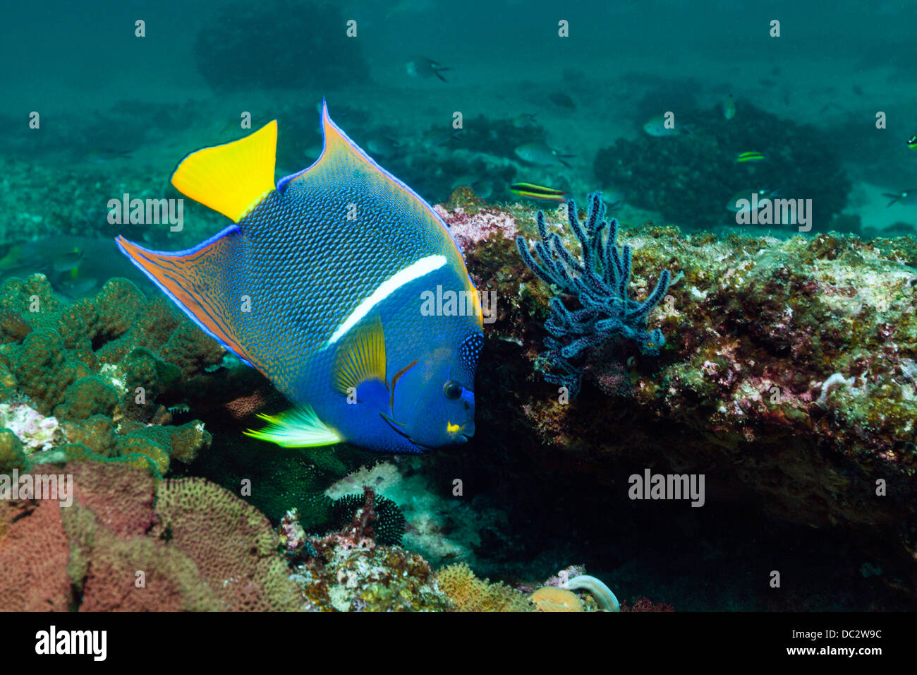 King angelfish hi-res stock photography and images - Alamy