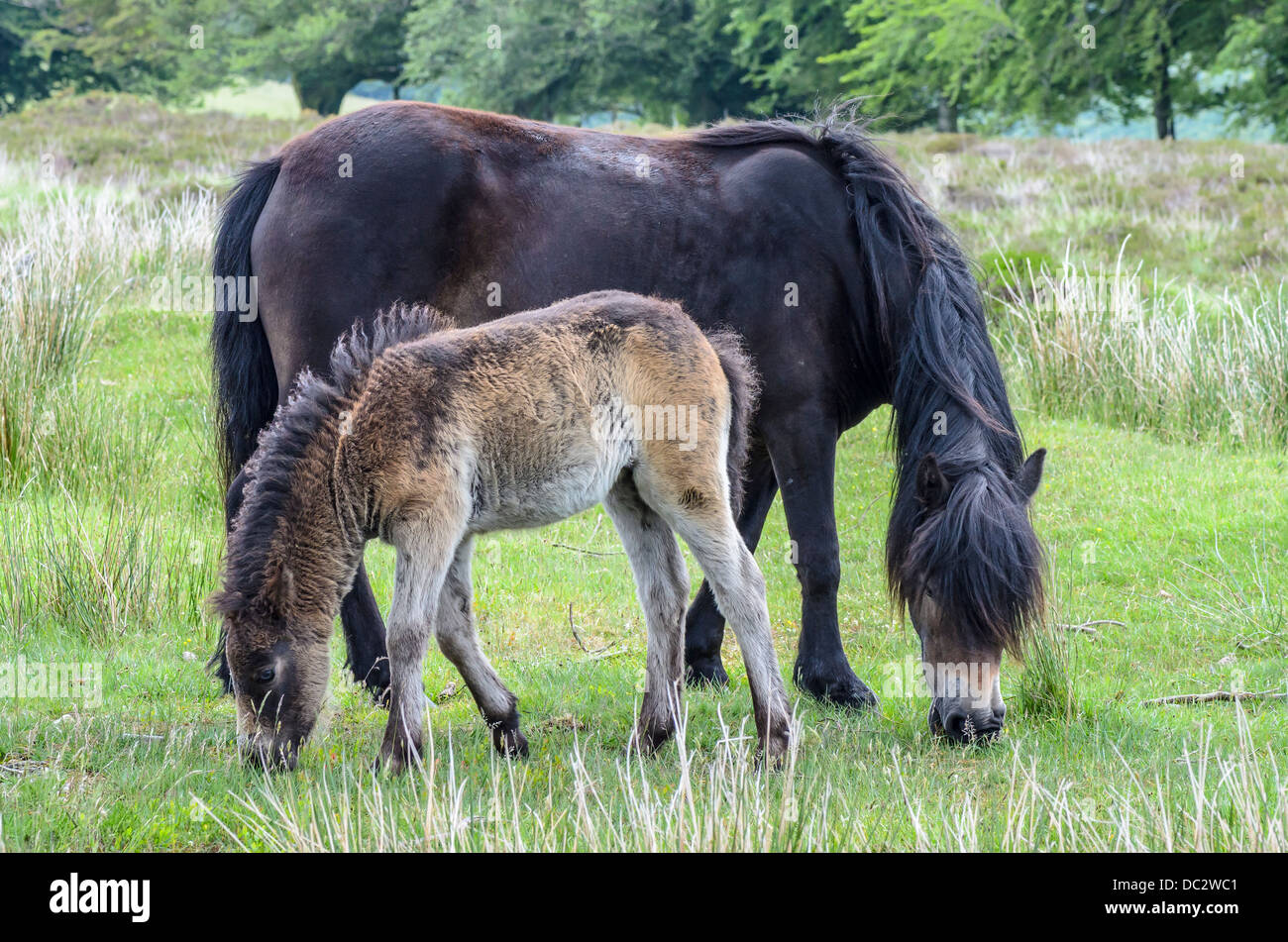 exmoor mare and filly foal Stock Photo - Alamy