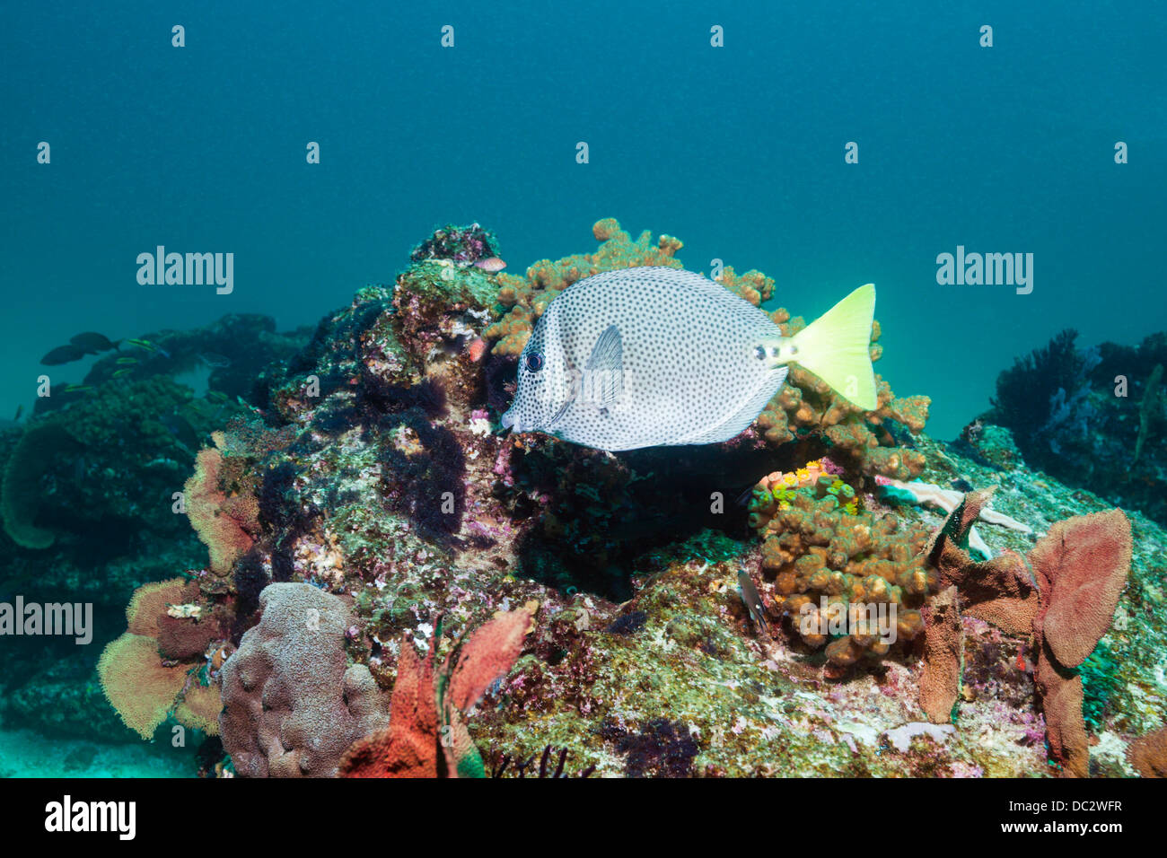 Yellowtail Surgeonfish, Prionurus punctatus, Cabo Pulmo Marine National ...