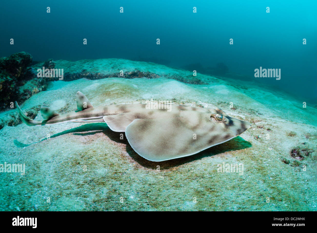 Banded guitarfish hi-res stock photography and images - Alamy