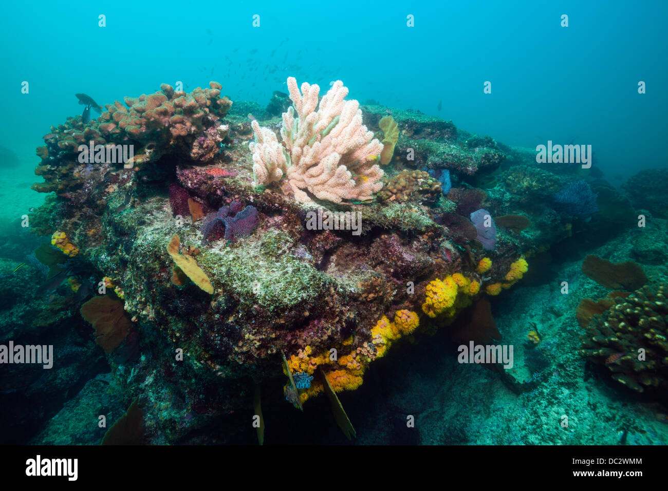 Colored Coral Reef, Cabo Pulmo Marine National Park, Baja California ...