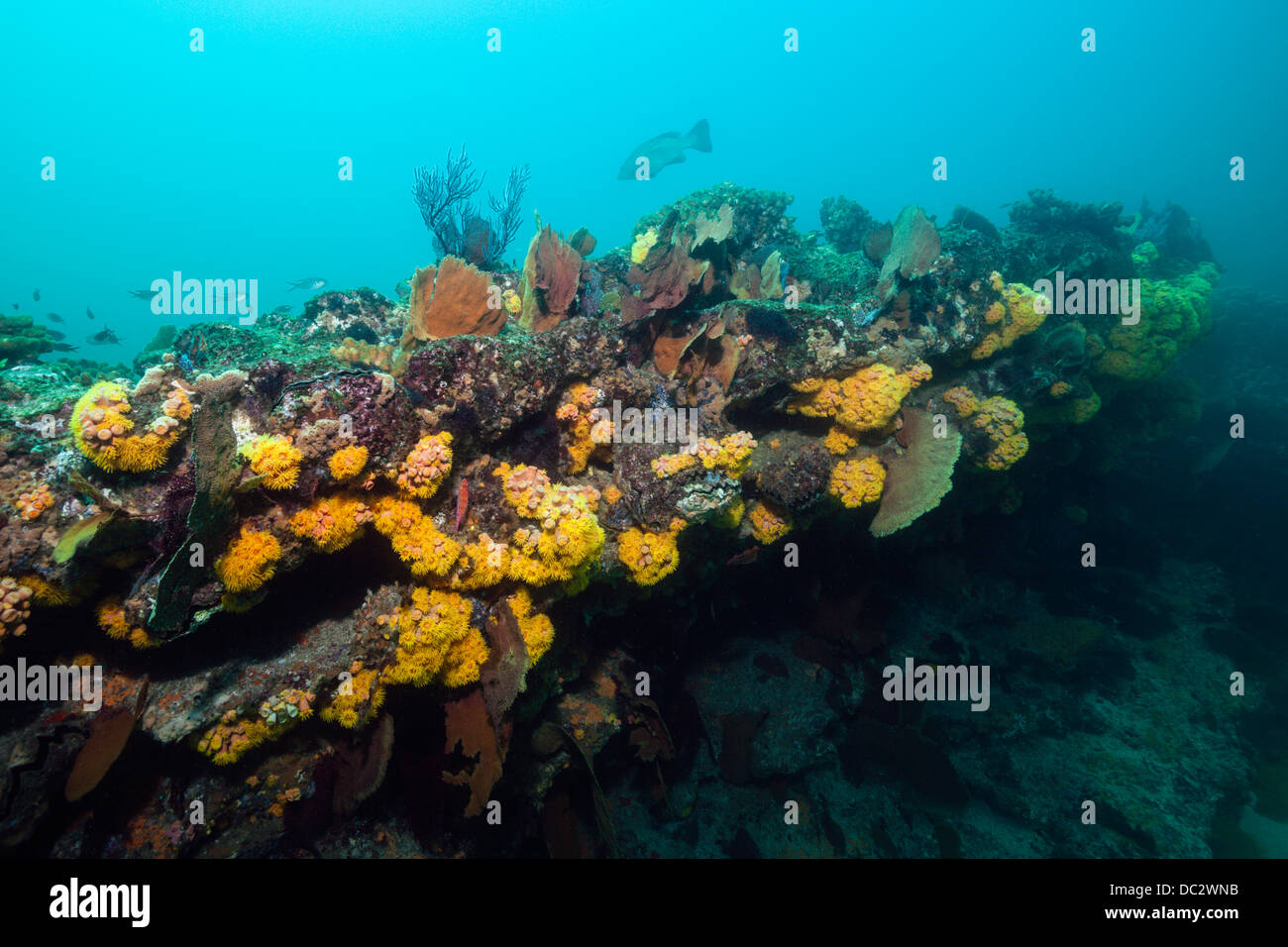 Colored Coral Reef, Cabo Pulmo Marine National Park, Baja California ...