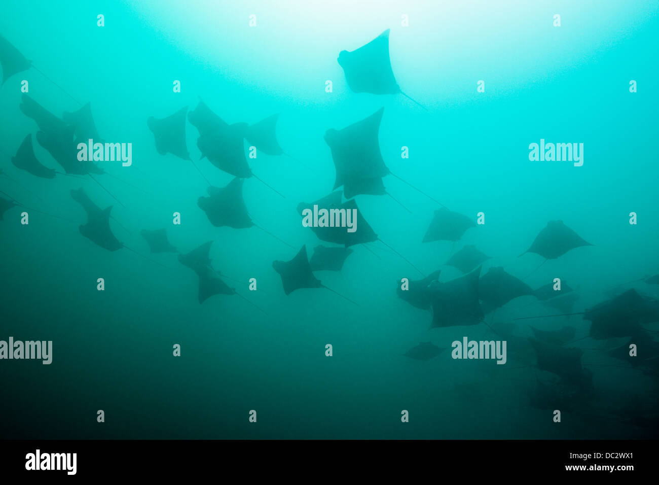 Pacific cownose rays hi-res stock photography and images - Alamy