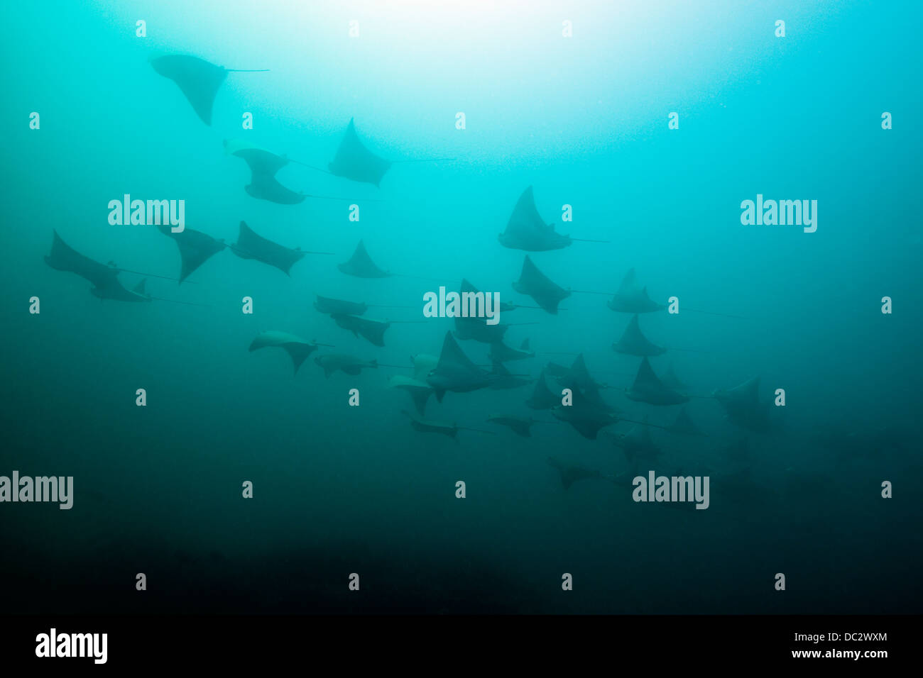 Pacific cownose rays hi-res stock photography and images - Alamy