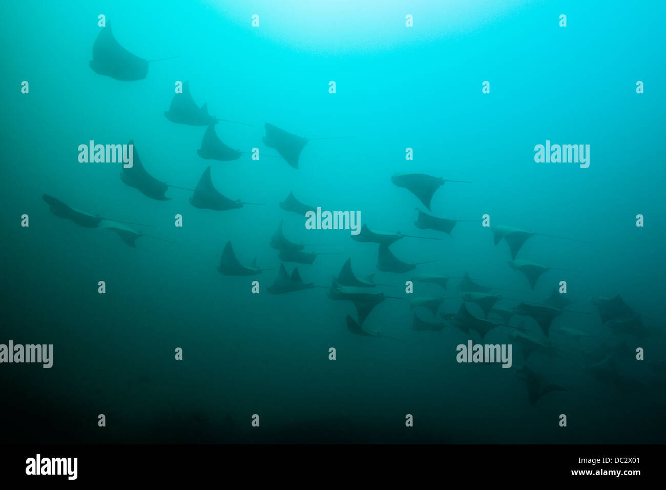 School of Pacific Cownose Ray, Rhinoptera steindachneri, Cabo Pulmo ...