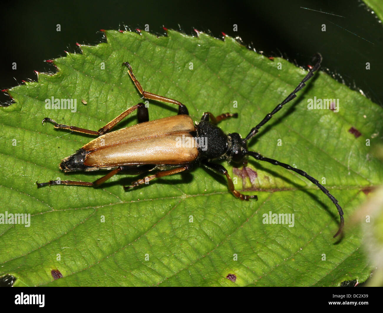 Close-up of a male Red Longhorn Beetle (Corymbia rubra Stock Photo - Alamy