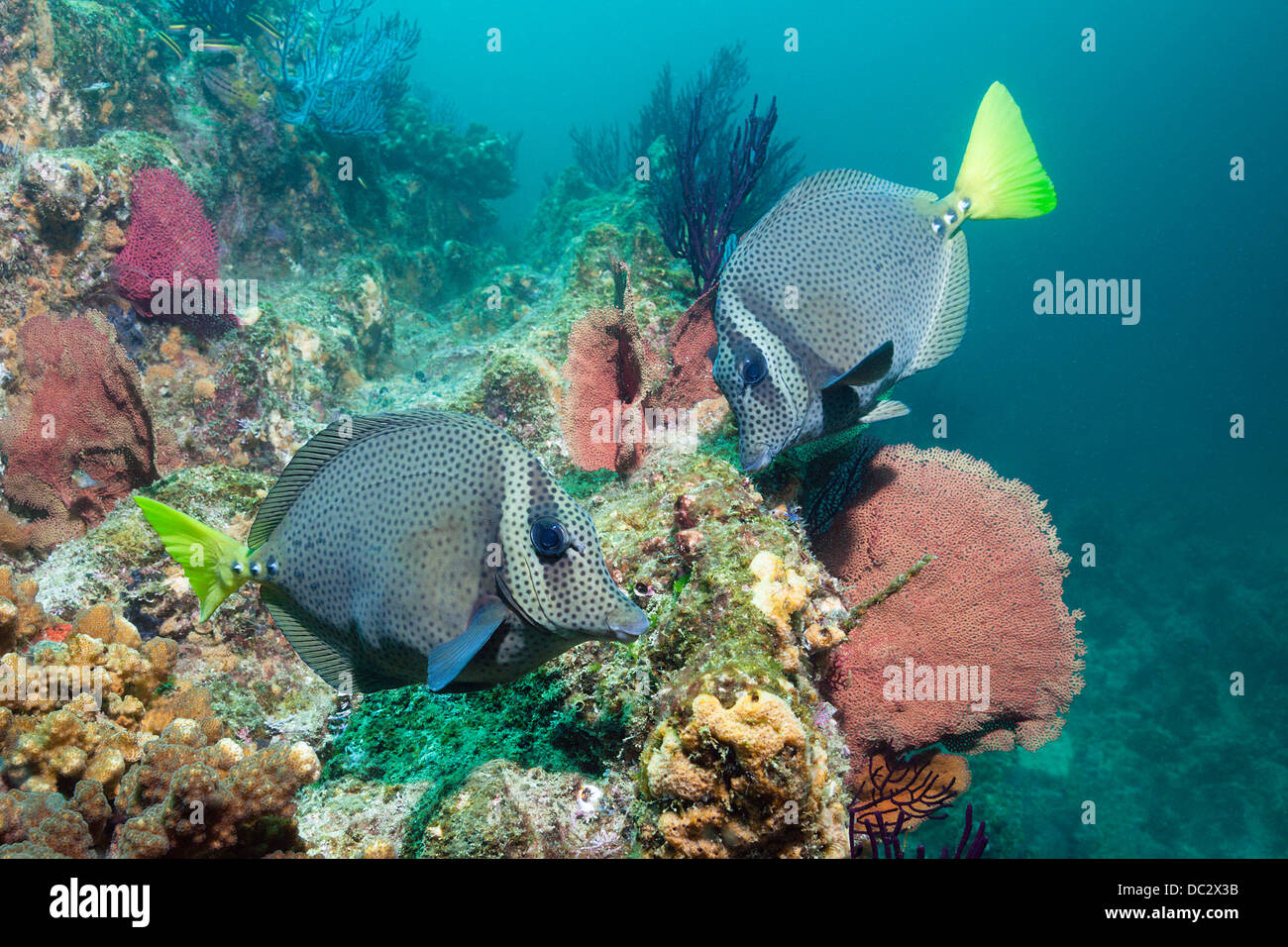 Yellowtail Surgeonfish, Prionurus punctatus, Cabo Pulmo Marine National ...