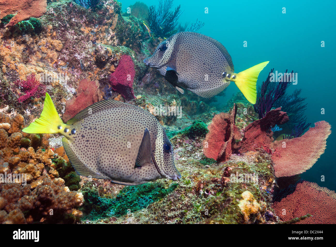 Yellowtail Surgeonfish, Prionurus punctatus, Cabo Pulmo Marine National ...