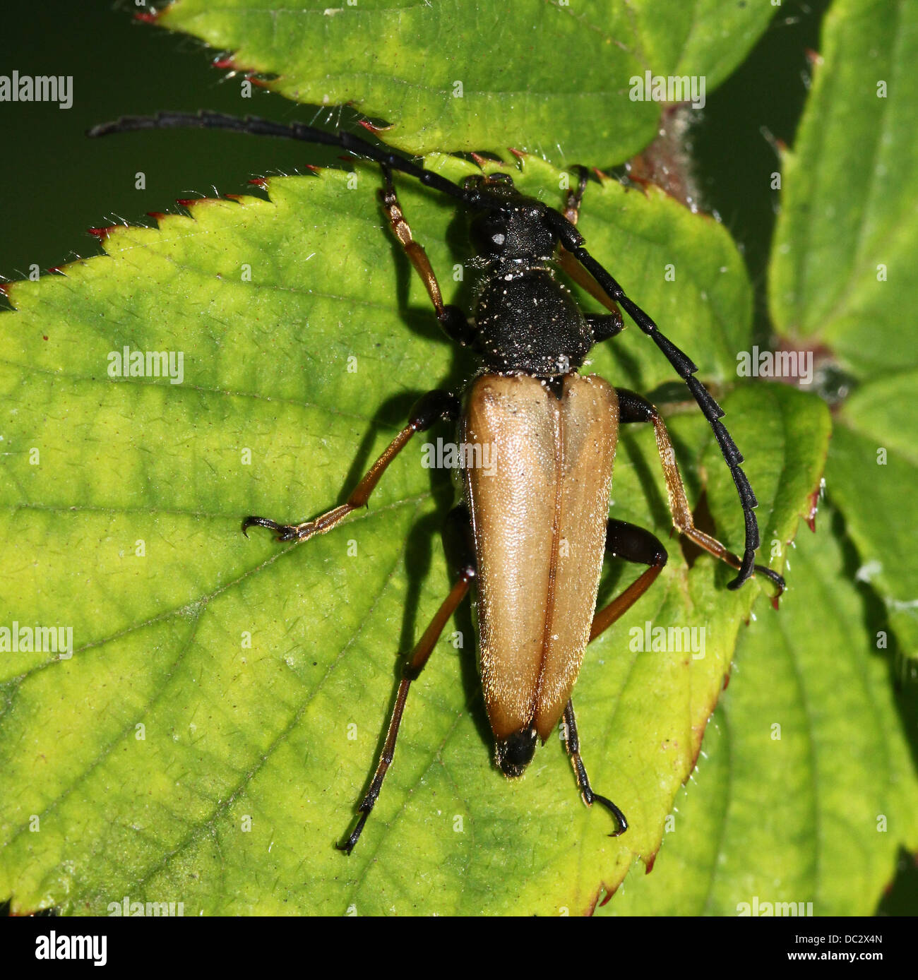 Red longhorn beetle leptura rubra hi-res stock photography and images ...