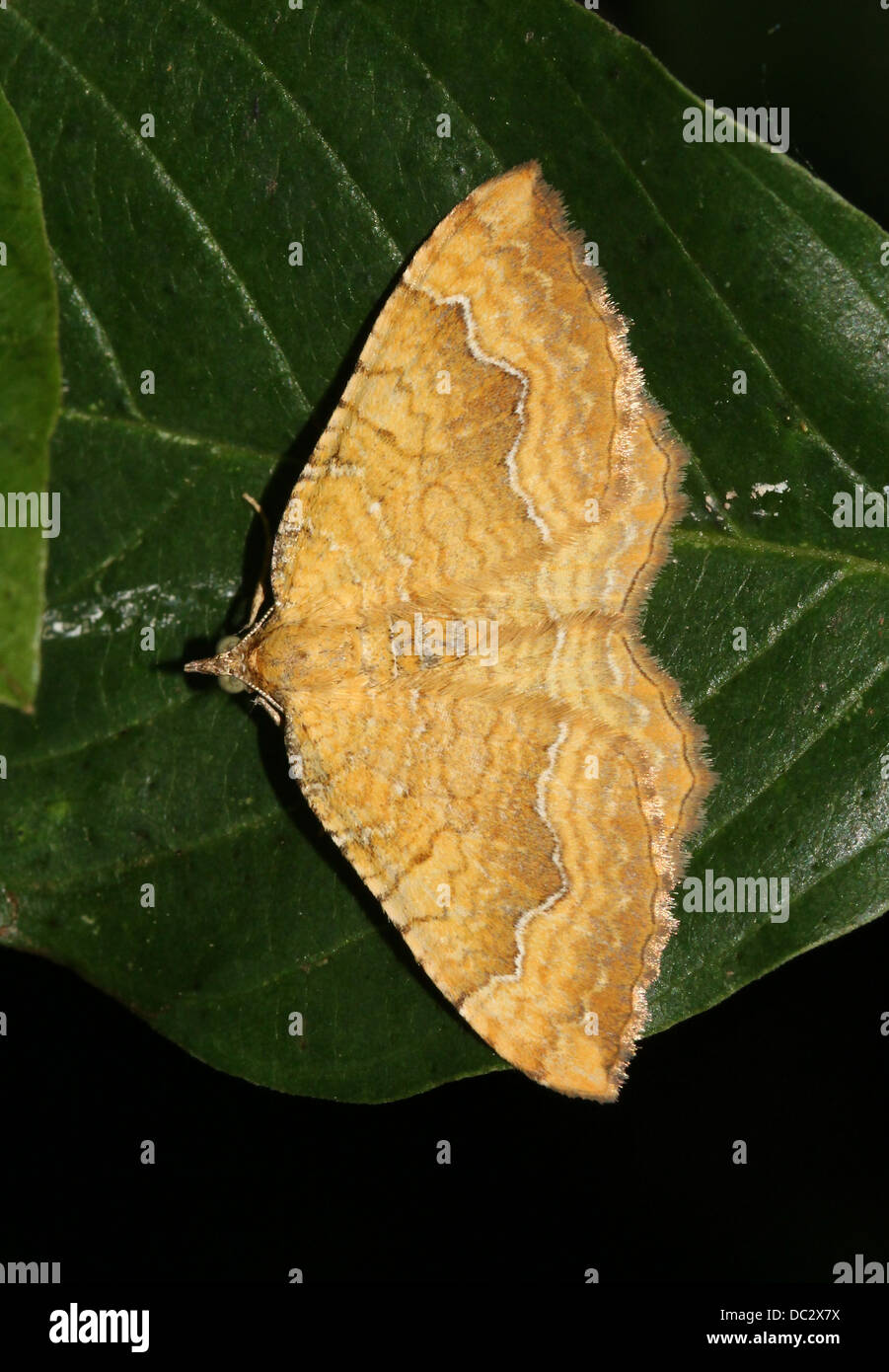 Yellow Shell Moth (Camptogramma bilineata Stock Photo - Alamy