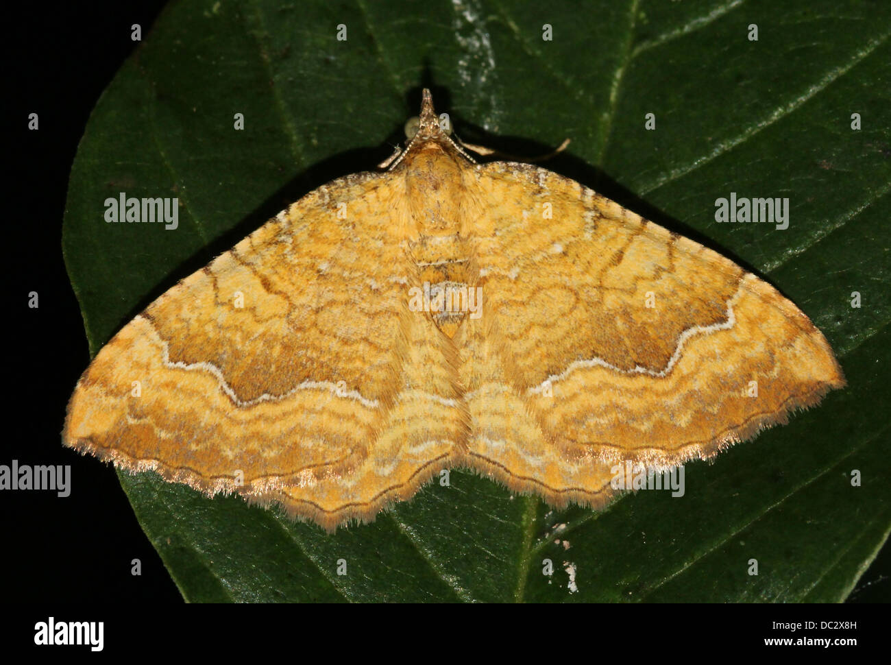 Yellow Shell Moth (Camptogramma bilineata Stock Photo - Alamy