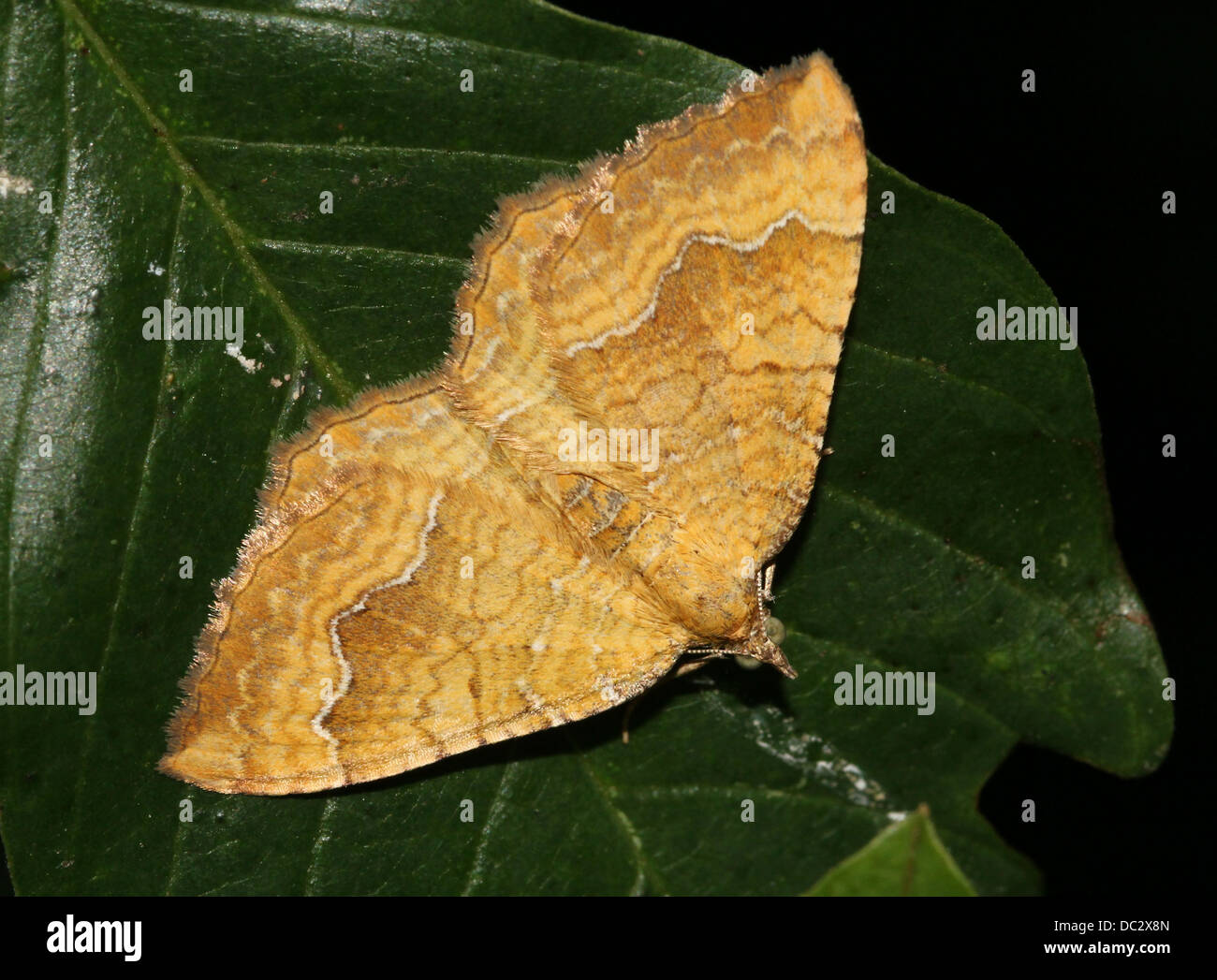 Yellow shell moth hi-res stock photography and images - Alamy
