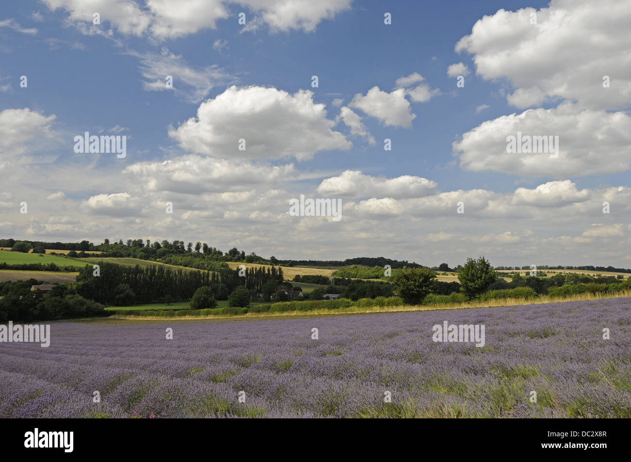 Lavender field at Castle Farm Shoreham Kent England Stock Photo - Alamy