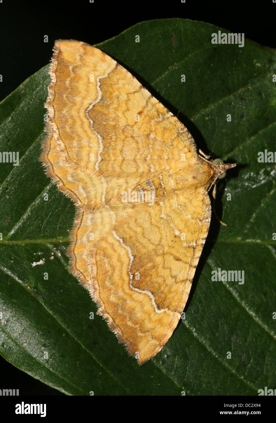 Yellow Shell Moth (Camptogramma bilineata Stock Photo - Alamy