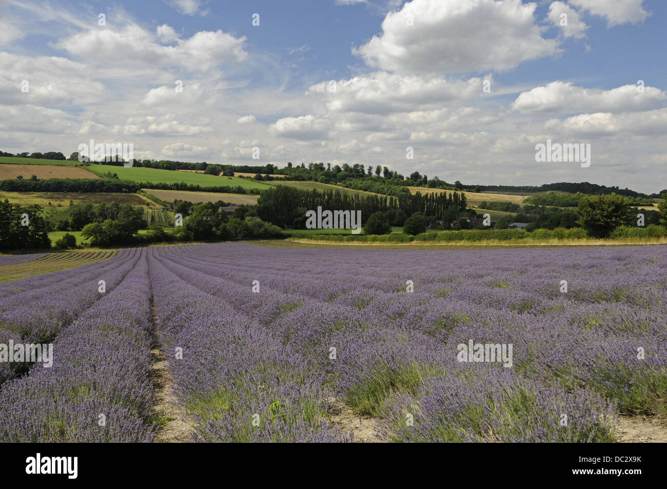 Lavender field at Castle Farm Shoreham Kent England Stock Photo - Alamy