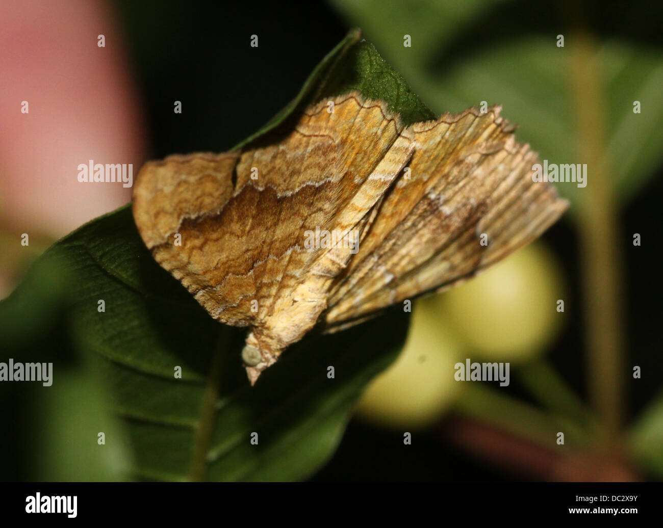 Yellow Shell Moth (Camptogramma bilineata Stock Photo - Alamy