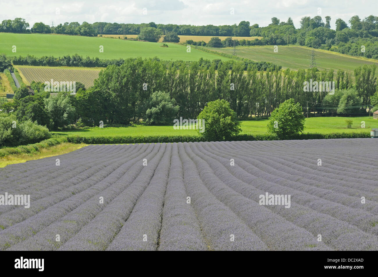 Lavender field at Castle Farm Shoreham Kent England Stock Photo - Alamy