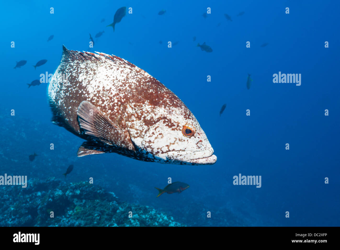 Starry Grouper, Epinephelus labriformis, Socorro, Revillagigedo Islands ...